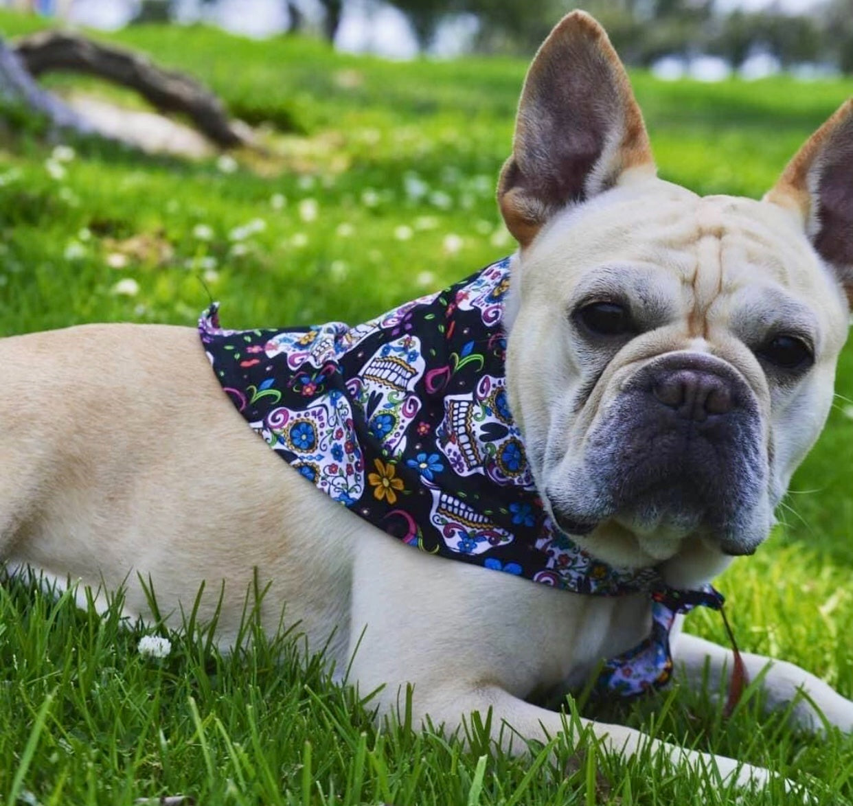 Dog bows, bow ties, flowers and bandanas – Pets Ribbons